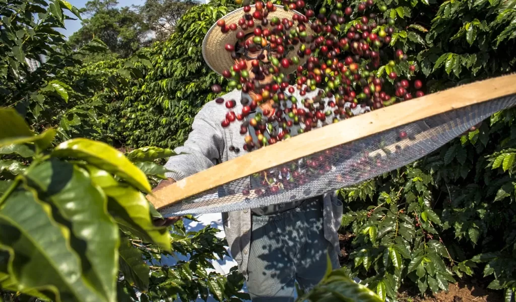 6 Key things you need to know about producing coffee